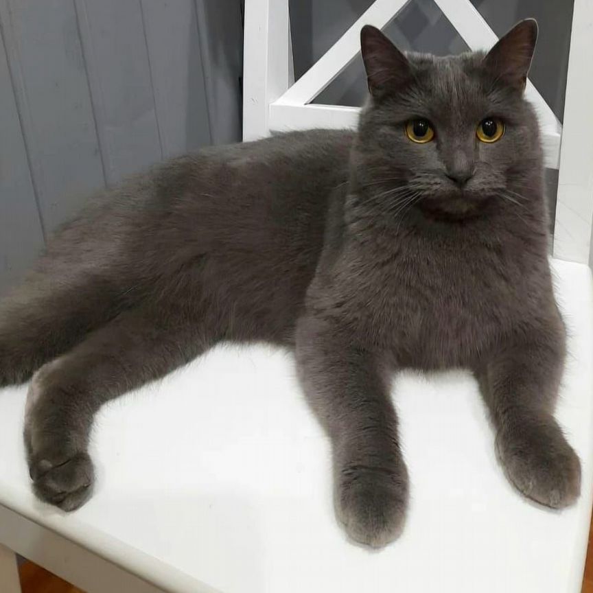 Взрослая, Девочка кошка в добрые руки