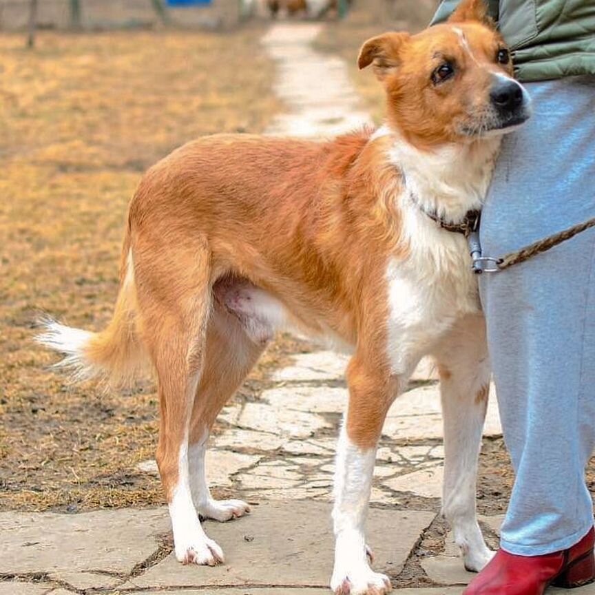 Замечательный пес, Ричард-победитель