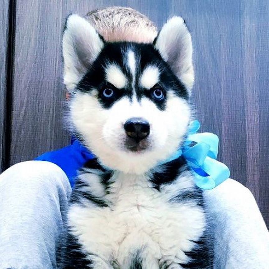 Очаровательные щенята хаски