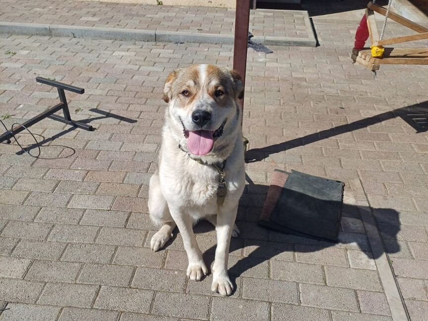 Отдам в добрые руки