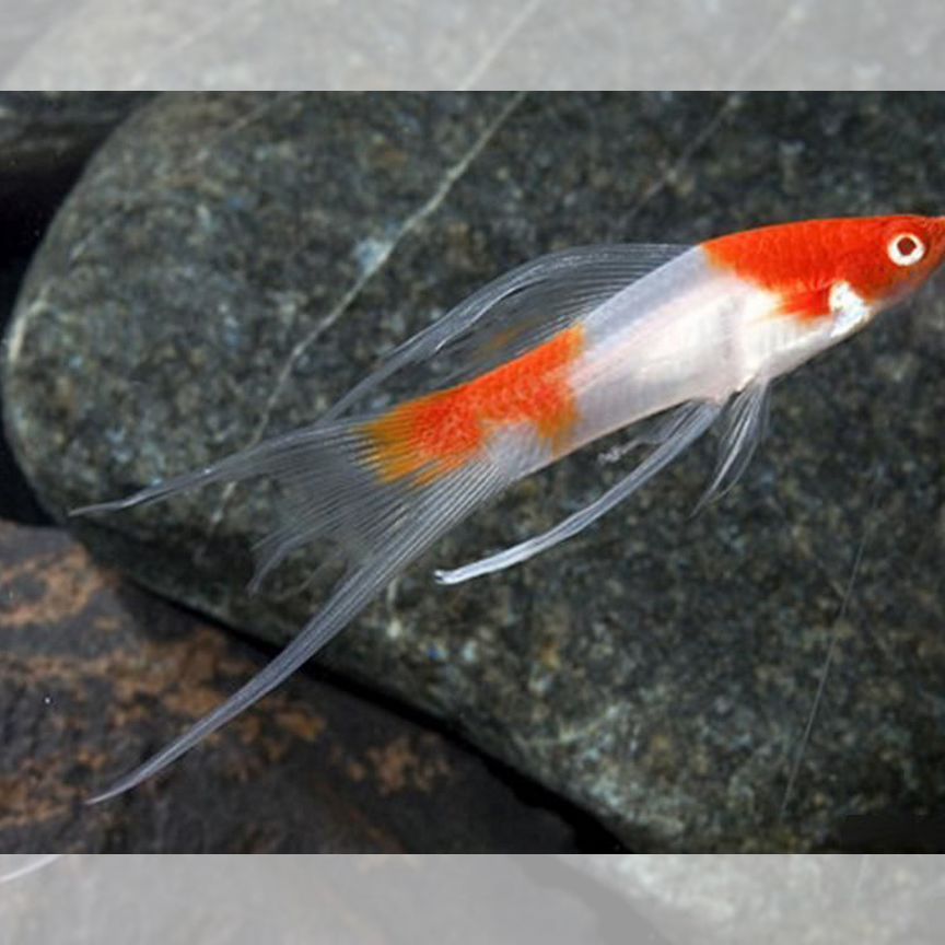 Меченосец кохаку высокоплавничный лирохвостый 4 см