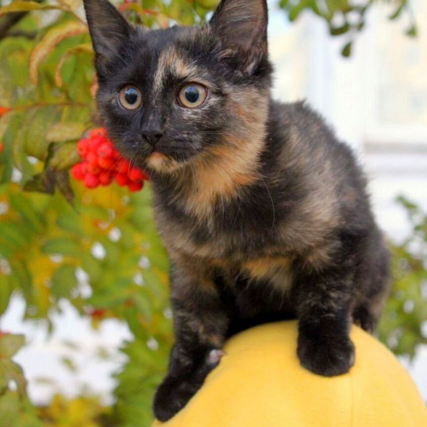 Нежный котенок Рябина в добрые руки