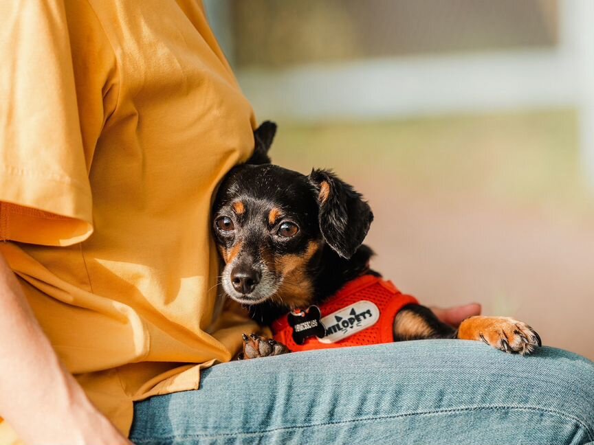 Фунтик ищет семью