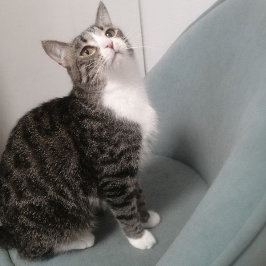 Котёнок в добрые руки