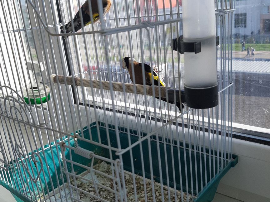 Птица щегол