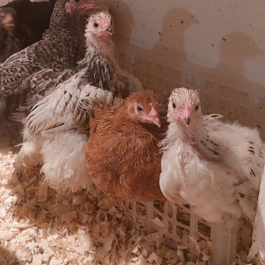 Продам цыплят от породных кур