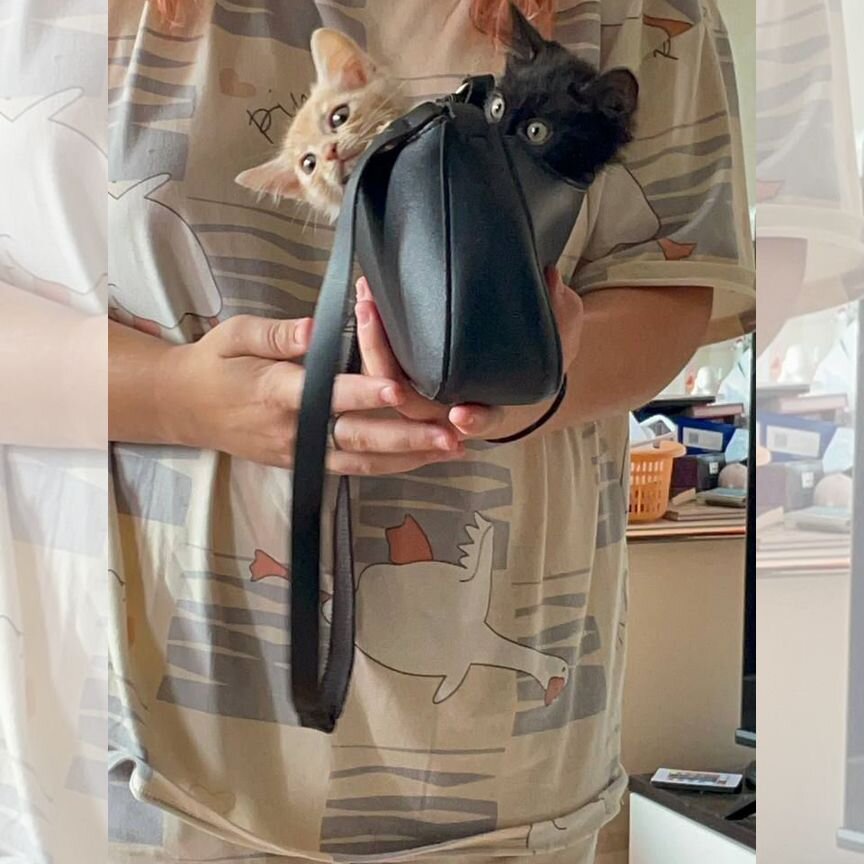 Котята в добрые руки бесплатно