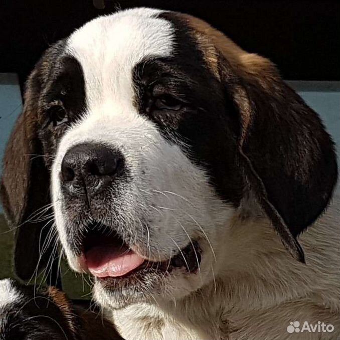 Сенбернар дш