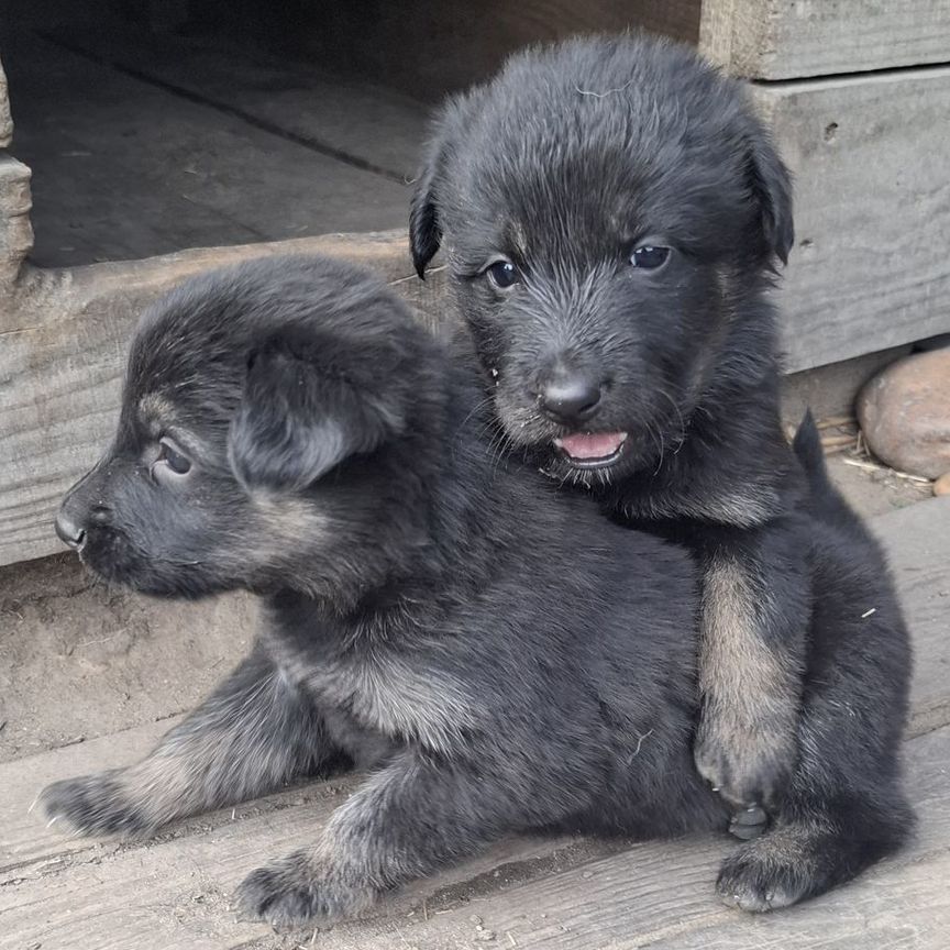 Щенки в добрые руки