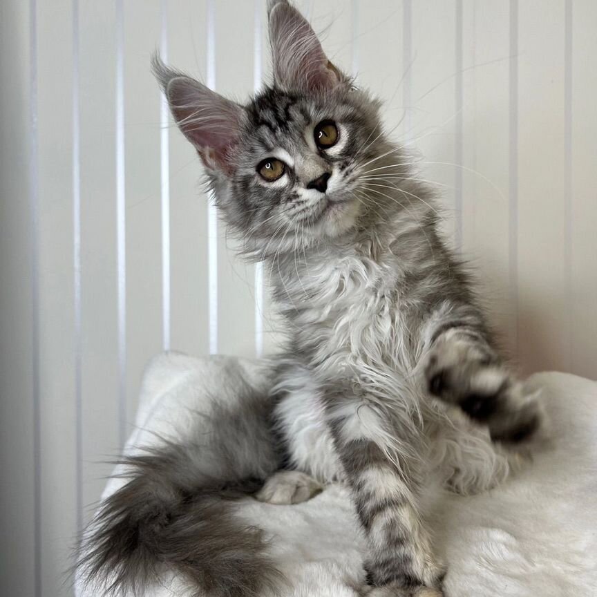 Ласкучая девочка серебро в отличном типе