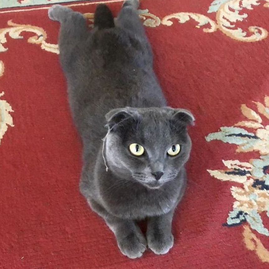 Вислоухая кошка Соня