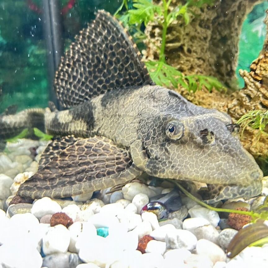 Рыбка Сом Парчовый птеригоплихт