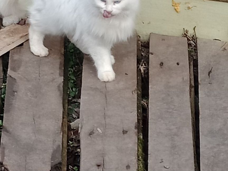 Кошка Китти