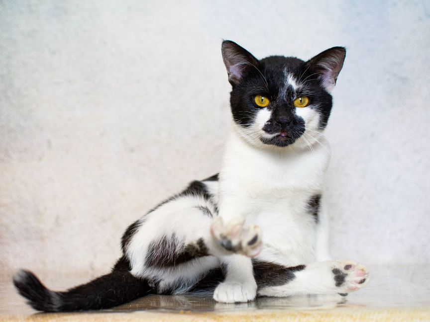 Кот Торпедо из приюта в добрые руки