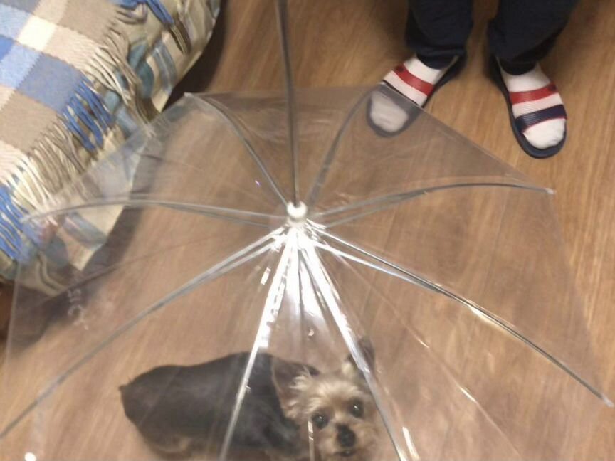 Зонт для собаки