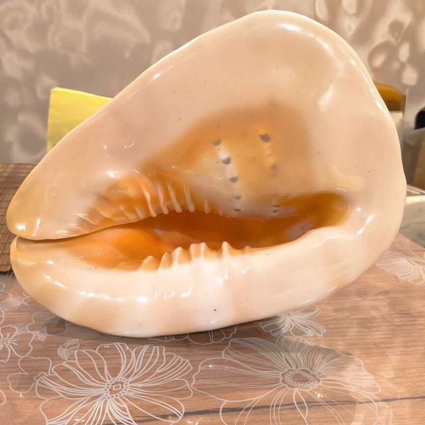 Морская большая раковина