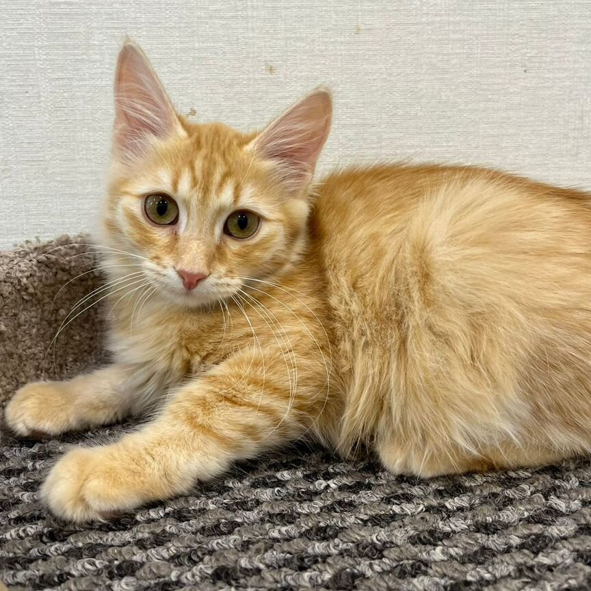 Котенок рыжий привитый красавчик