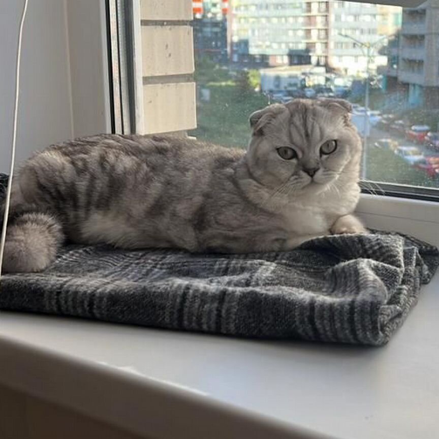 Кошка шотландская вислоухая Хлоя