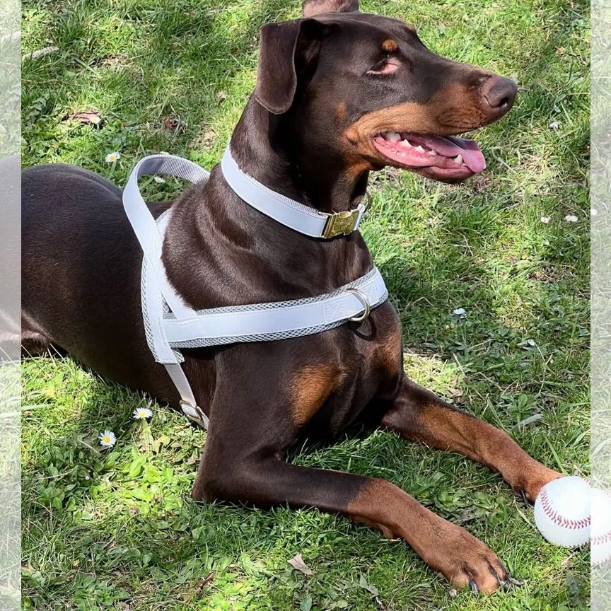 Шлейка с гравировкой (комплект)