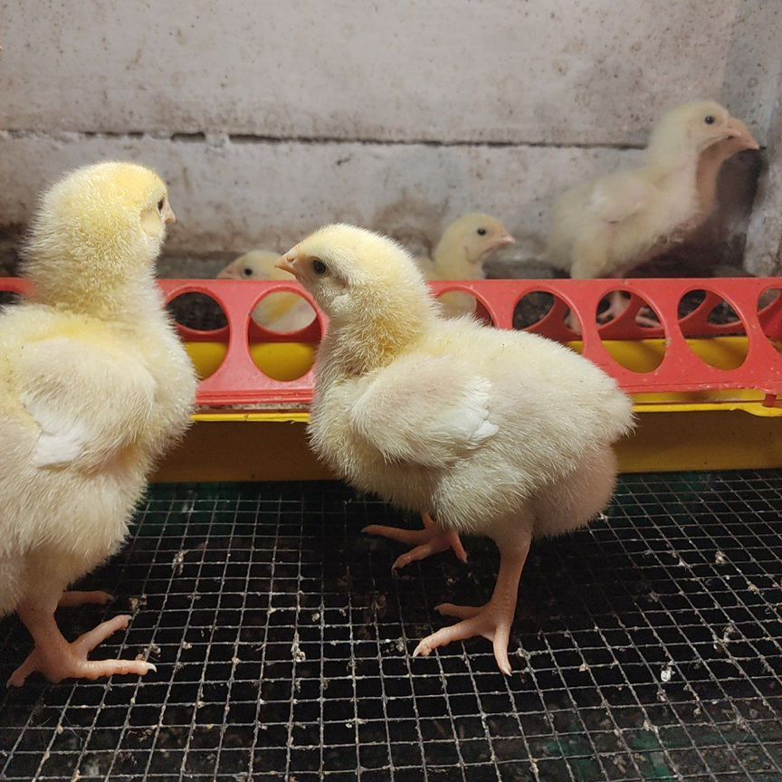 Цыплята бройлеры