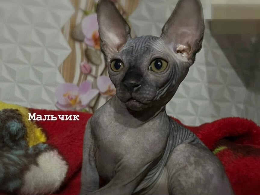 Канадский сфинкс котенок