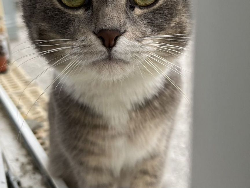 Шотландский вислоухий котик бесплатно