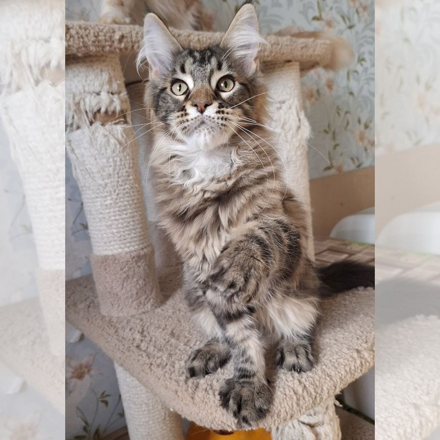 Котик мейн-кун