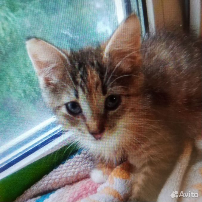 Малышка Эмили 1,5 месяца