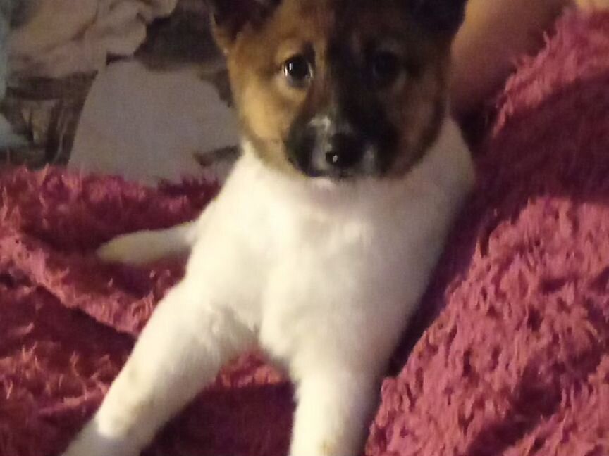 Отдам собаку в добрые руки