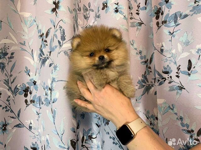 Малыш померанец