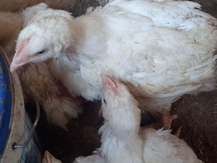 Бройлеры кобб700