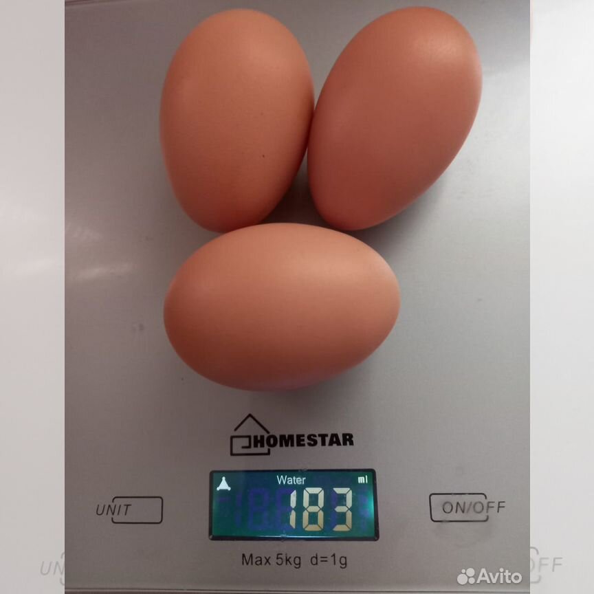 Инкубационное яйцо Билефельдер криль