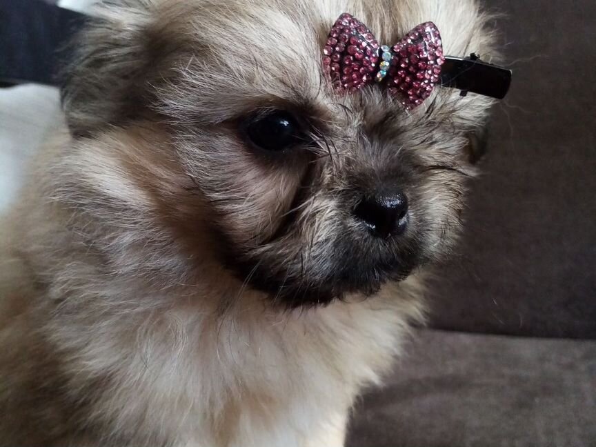 Милашка шицушка