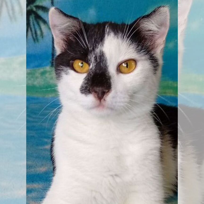 Котёнок Гидеон