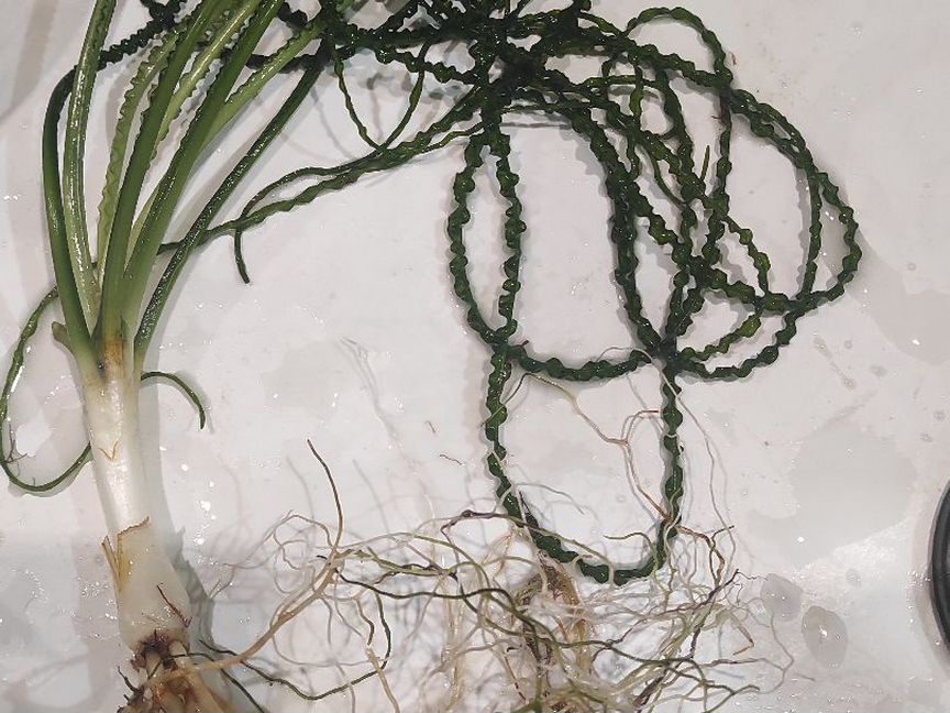 Кринум, эхинодорус, буцифоландра