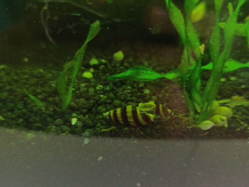 Меченосец Хелена Анубиас