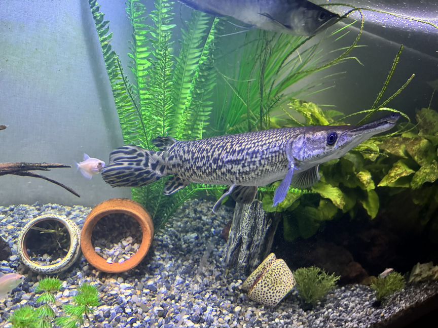 Панцирная щука 70 см