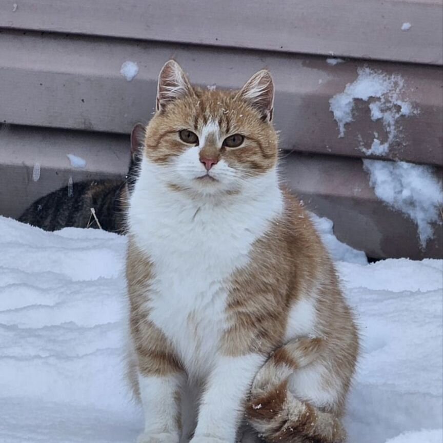 Кот подросток