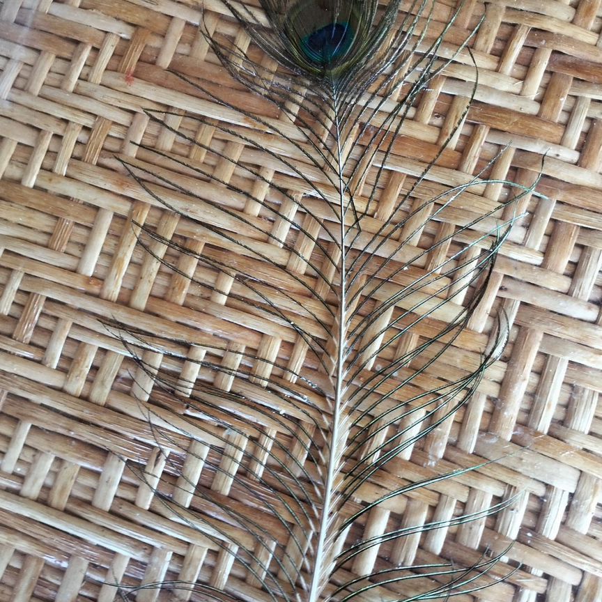 Перо павлина настоящее