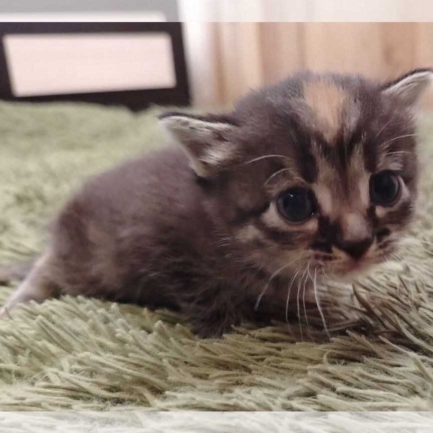 Малышке нужна семья