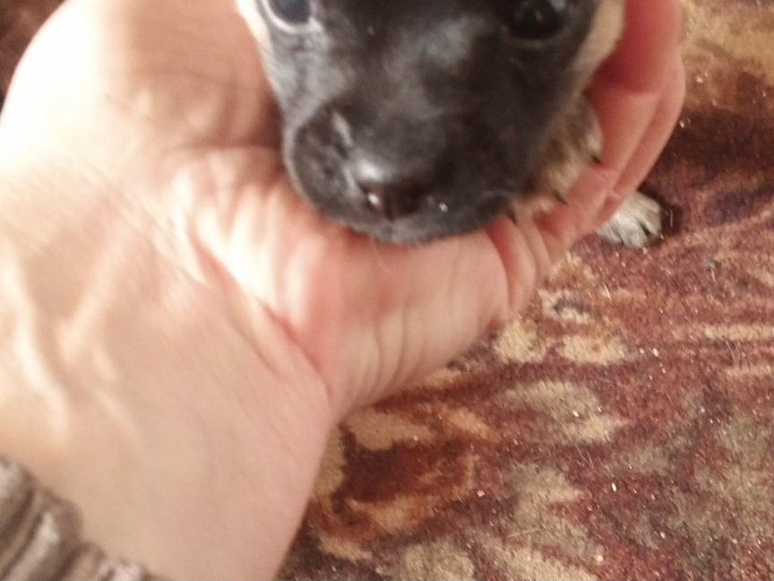 Мини той-терьер щенки, готовяться к продаже