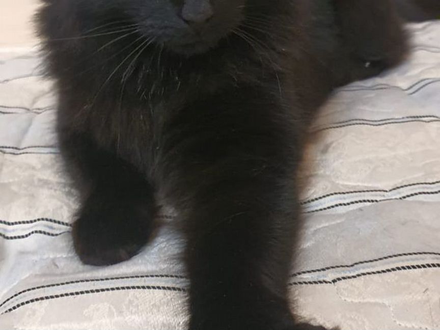 Кот ищет семью
