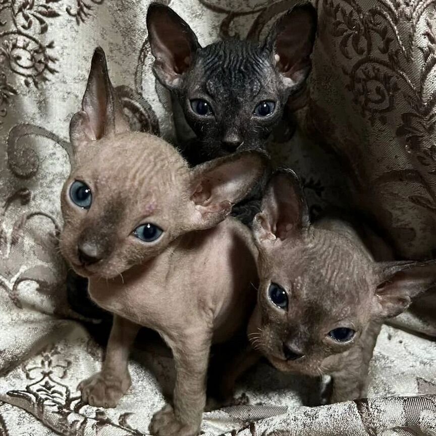 Канадский сфинкс котёнок
