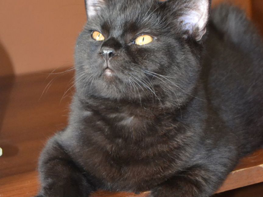 Чёрный принц