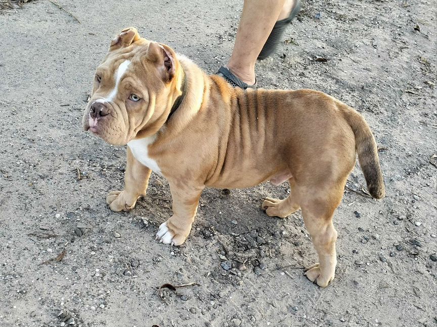 Американский булли покет