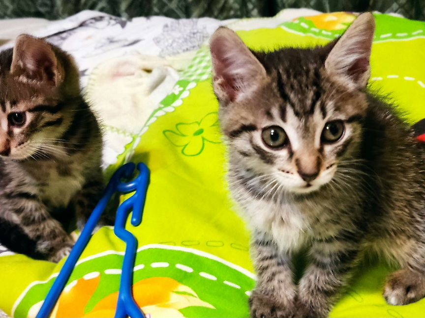 Отдам котят в добрые руки
