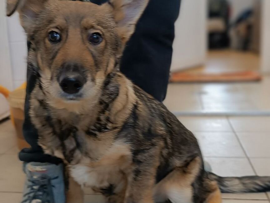 Помогите малышу Буяну