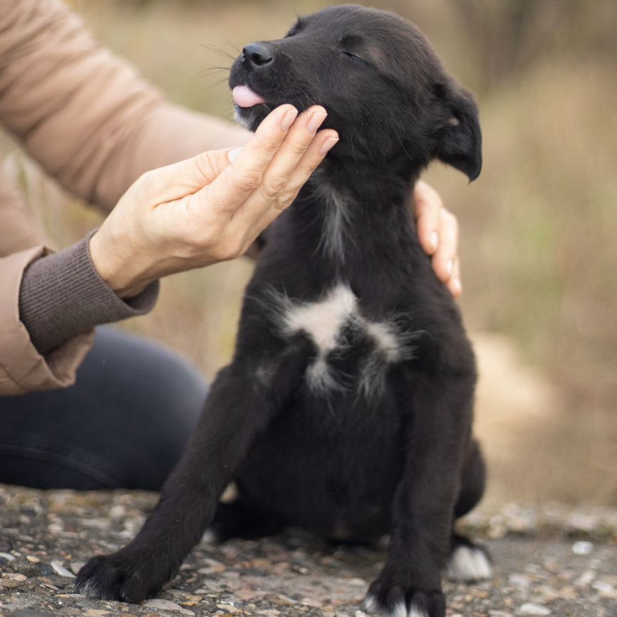 Щенок в добрые руки