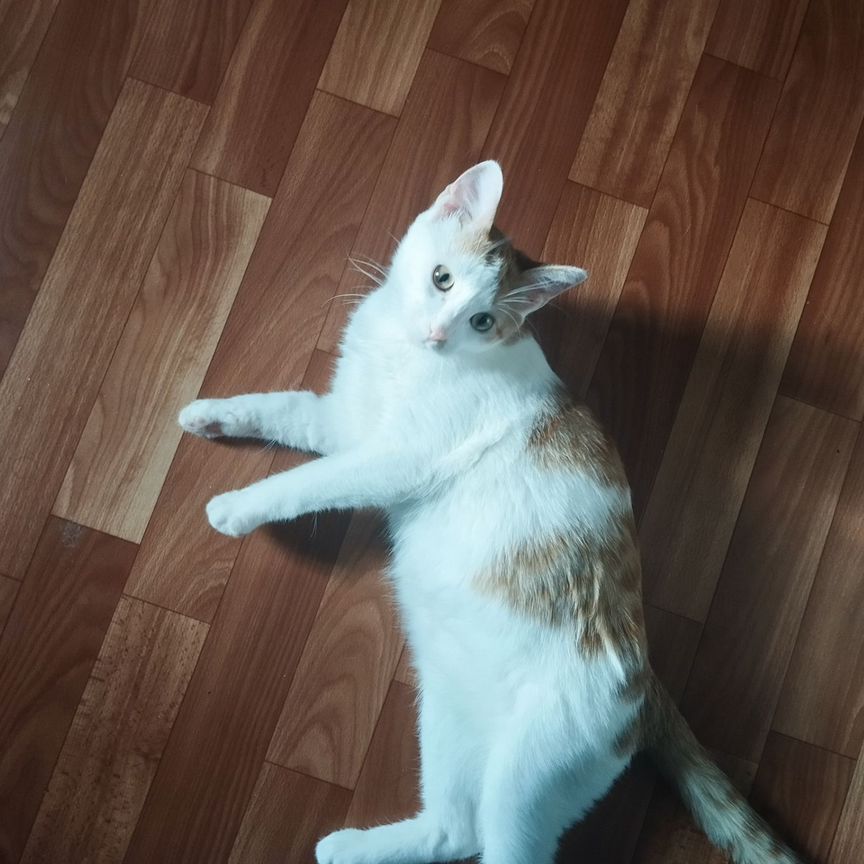 Отдам кота в добрые руки