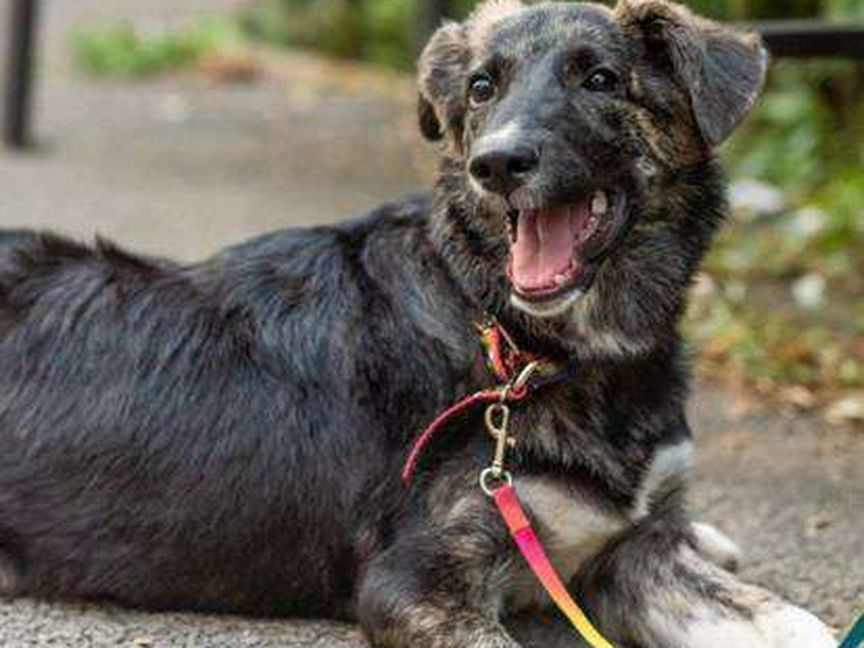 Собака в добрые руки